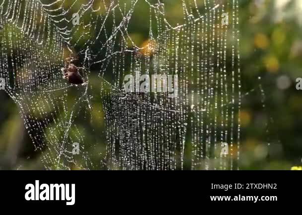 Web in dew drops.Spider in the morning sun.Web weaving.The process of ...