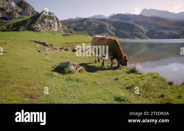 Leafy cow Stock Videos & Footage - HD and 4K Video Clips - Alamy