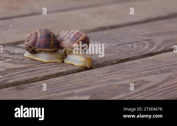 Garden snail mating Stock Videos & Footage - HD and 4K Video Clips - Alamy