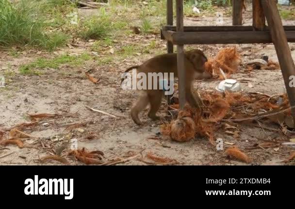 Cute monkey worker rest from coconut harvest collecting. The use of ...