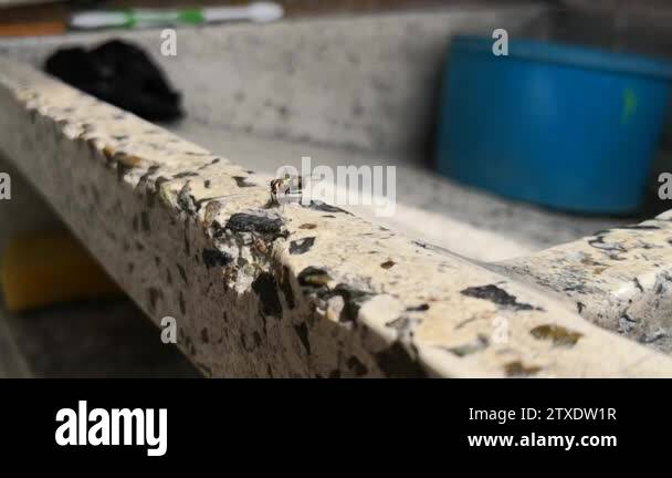 Detailed hind legs Stock Videos & Footage - HD and 4K Video Clips - Alamy