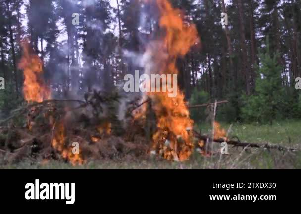 Close-up of burning pine. Scene. Fire from branches in forest. Concept ...