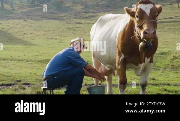 A farmer breeds and cows his cow in nature according to ancient ...