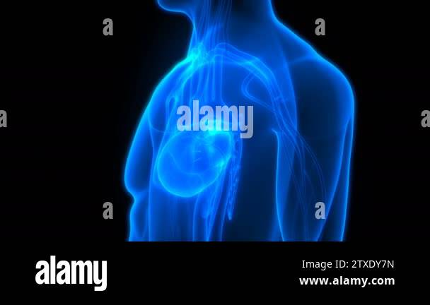 3D Illustration Animation of Human Circulatory System Heartbeat Anatomy ...