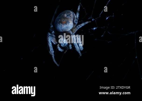 Spider jaws Stock Videos & Footage - HD and 4K Video Clips - Alamy