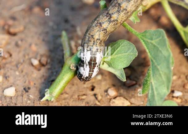 Sphinx of African death on a plant of aubergines Stock Video Footage ...
