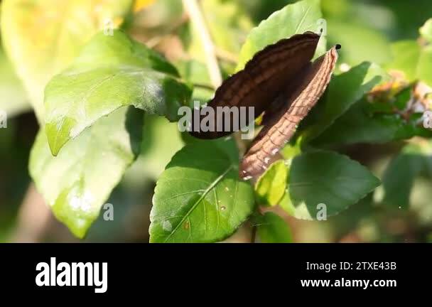 Insects of asia Stock Videos & Footage - HD and 4K Video Clips - Alamy