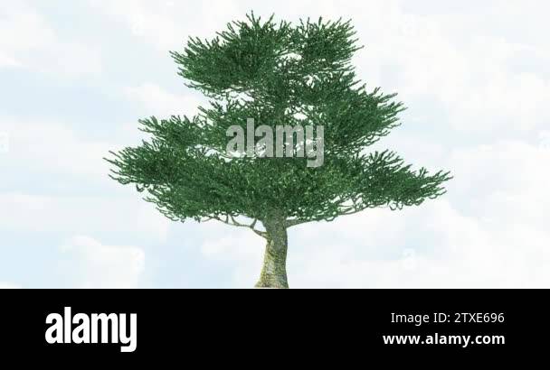 Steam oak tree fog Stock Videos & Footage - HD and 4K Video Clips - Alamy