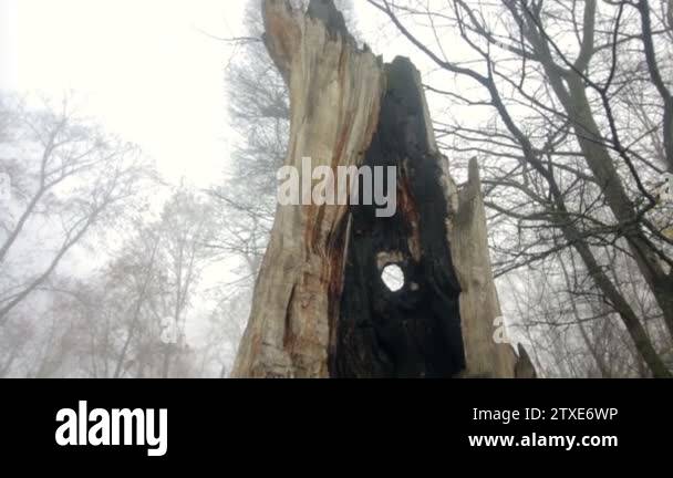 Tree trees stump Stock Videos & Footage - HD and 4K Video Clips - Alamy