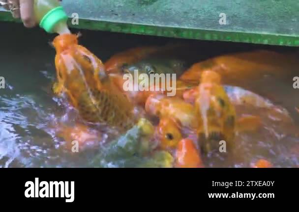 Fish farm feeding Stock Videos & Footage - HD and 4K Video Clips - Alamy