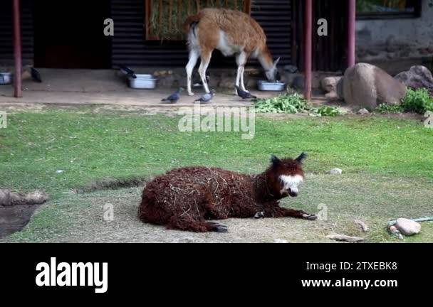 Alpaca llama lama on Stock Videos & Footage - HD and 4K Video Clips - Alamy