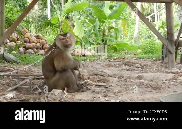 Cute monkey worker rest from coconut harvest collecting. The use of ...
