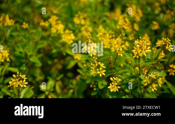 Spring field of small yellow flowers of Galphimia. Evergreen shrub of ...