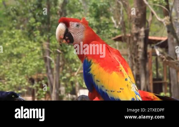 National bird of honduras Stock Videos & Footage - HD and 4K Video ...