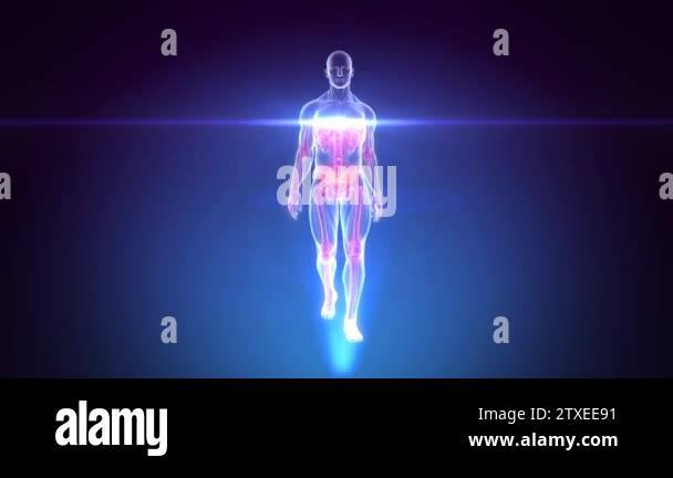 3D X-RAY Scan of Human Anatomy Walking - Animation Loop Stock Video ...