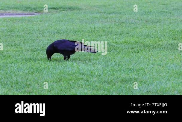 Northern raven crow Stock Videos & Footage - HD and 4K Video Clips - Alamy