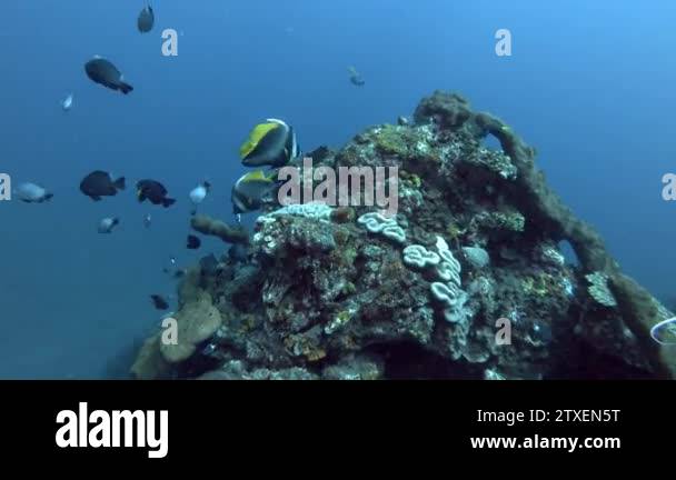 Singular fish Stock Videos & Footage - HD and 4K Video Clips - Alamy