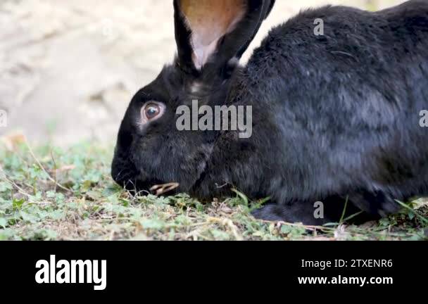 A black Flemish Giant rabbit is eating in a garden. The Flemish Giant ...