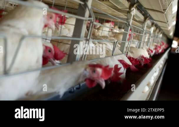 Poultry farm for breeding chickens and eggs, chickens pecking feed ...