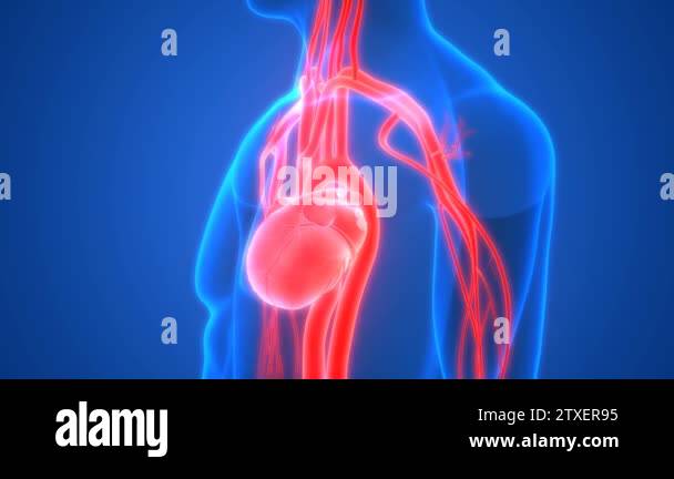 3D Illustration Animation of Human Circulatory System Heartbeat Anatomy ...
