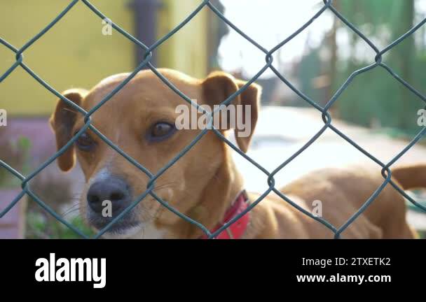 Sad Dog is a stunning stock video that consists of footage of a sad dog ...