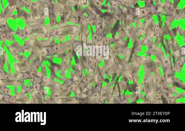 Green Screen five Dollar Bills Rain Effects high density Animation ...