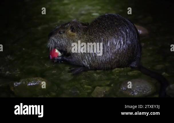 Nutria And Apple. Funny ugly nutria, Myocastor coypus, big rodent ...