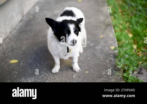 Thick white dog with black spots, lazily sitting and walking on a walk ...