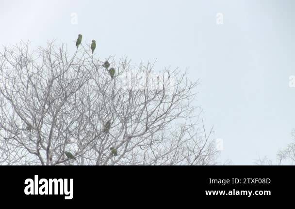 Cold climate parrot Stock Videos & Footage - HD and 4K Video Clips - Alamy