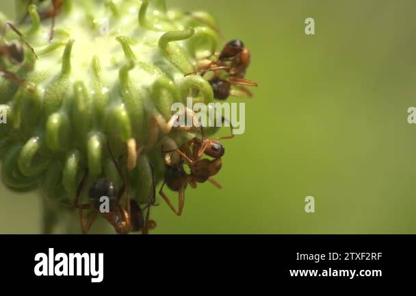 Sticky animals Stock Videos & Footage - HD and 4K Video Clips - Alamy