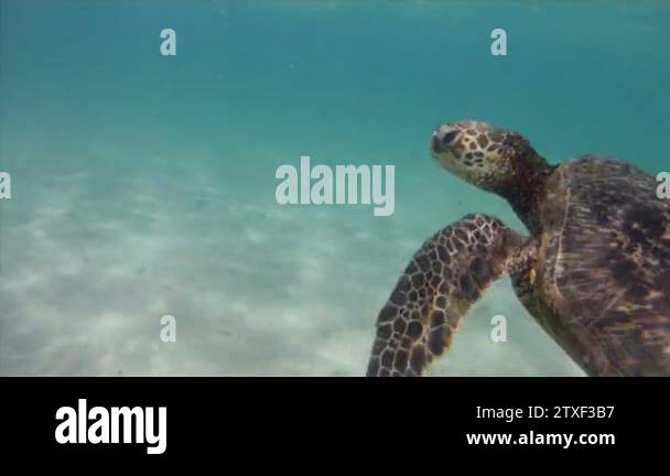 Sea turtles swimming in shallow Stock Videos & Footage - HD and 4K ...