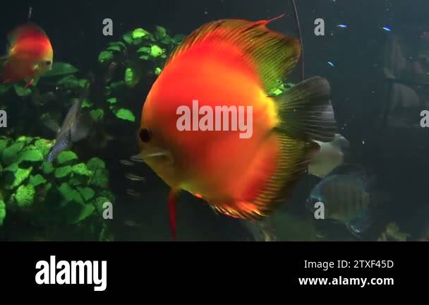 Beautiful red and orange discus fish swimming underwater Stock Video ...