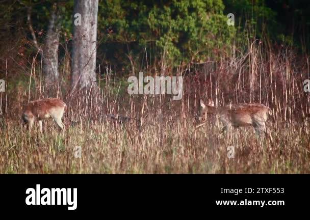 Swamp Deer in Bardia national park, Nepal - specie Cervus duvaucelii ...