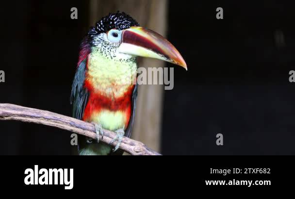 Close-up Portrait Of A Curl-Crested Aracari (Pteroglossus Beauharnaesii ...