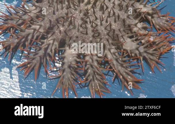 Crown of thorns Seastar close up. Sea star with big thorns poisonous ...