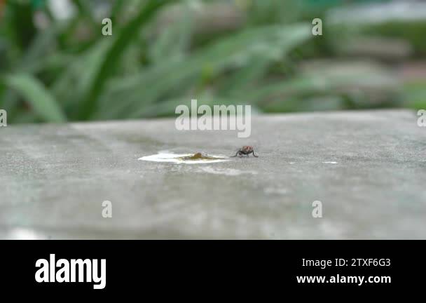 Guano stone Stock Videos & Footage - HD and 4K Video Clips - Alamy