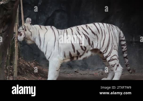 Tiger bite Stock Videos & Footage - HD and 4K Video Clips - Alamy