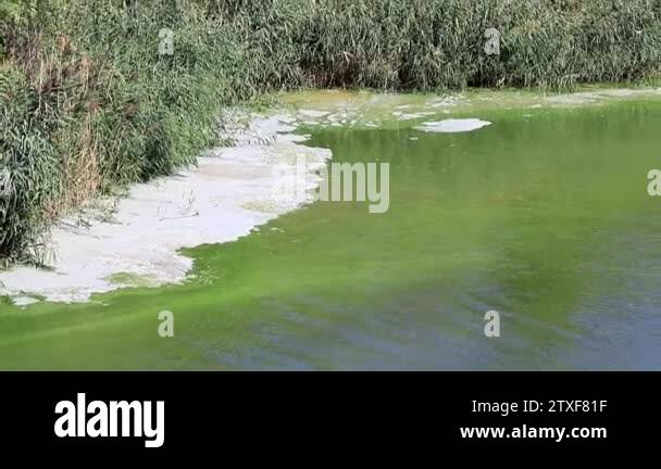 bacterial infection on the surface of a lake reservoir in the form of a ...