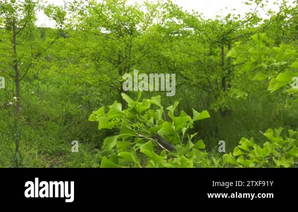 Plantations species Stock Videos & Footage - HD and 4K Video Clips - Alamy
