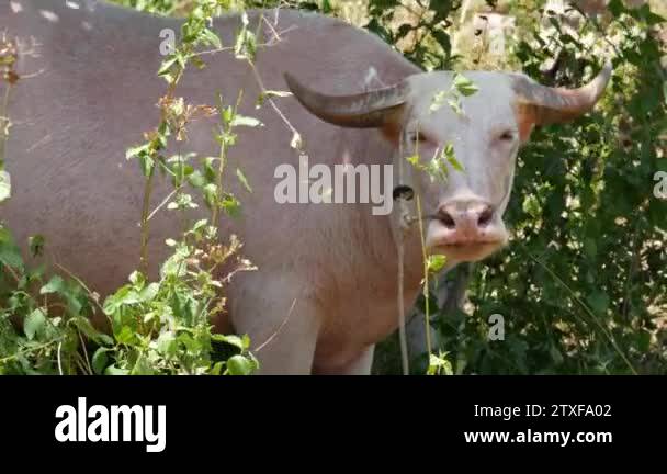 Albino buffalo among green vegetation. Large well maintained bull ...