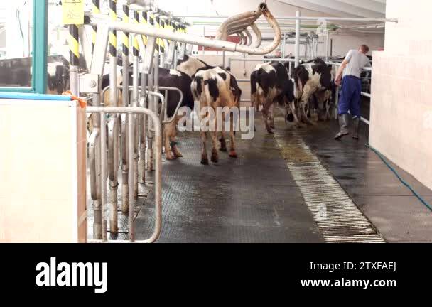 The process of milking a cow, a cow leaves the stall after milking milk ...