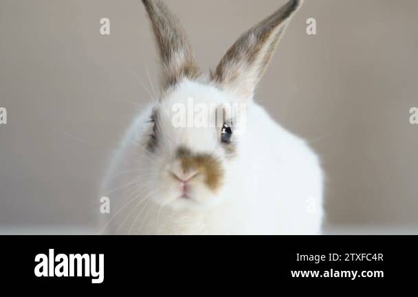 Rabbit protection Stock Videos & Footage - HD and 4K Video Clips - Alamy