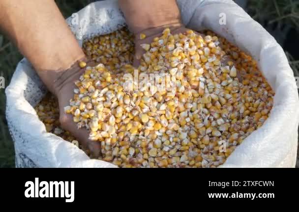 Farmers hands touch the corn harvest. A bag of yellow corn kernels ...