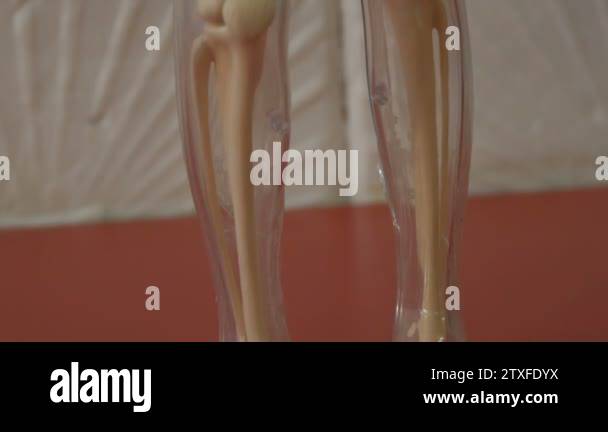 Toy model of the anatomical structure of the human body. Artificial ...