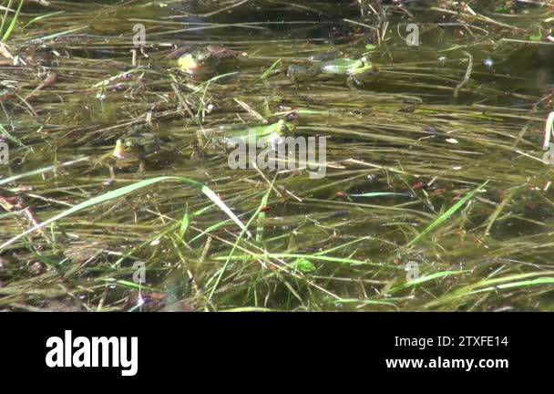 Spawn time Stock Videos & Footage - HD and 4K Video Clips - Alamy