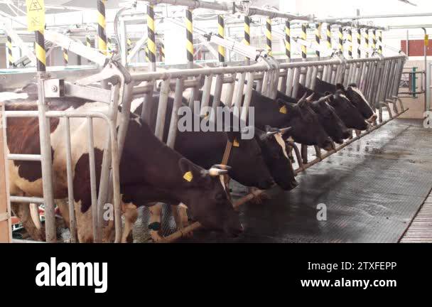 Milking cows on a modern farm, cows stand in stalls before milking, the ...