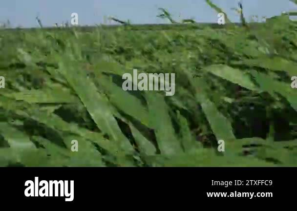 Bent grass field in Stock Videos & Footage - HD and 4K Video Clips - Alamy