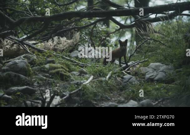 Furry rooster Stock Videos & Footage - HD and 4K Video Clips - Alamy