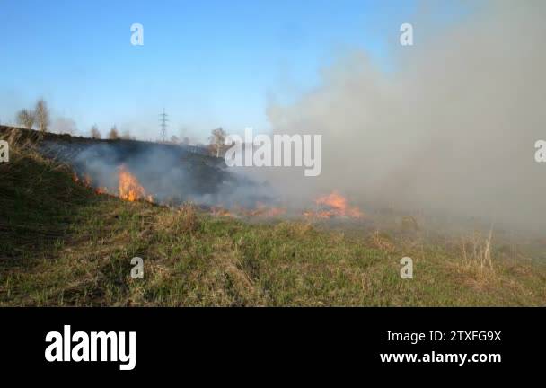 A burning field against a clear blue sky. Dry grass in flame and smoke while burning forest fire ...