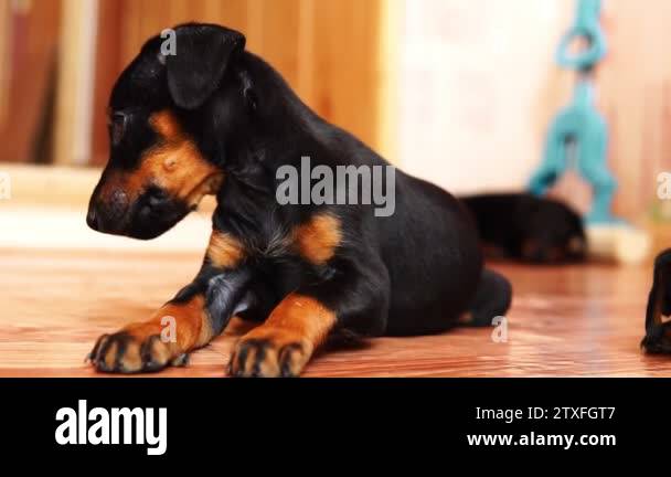 Clapping dog Stock Videos & Footage - HD and 4K Video Clips - Alamy